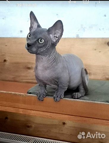 Бамбино Голубой солид