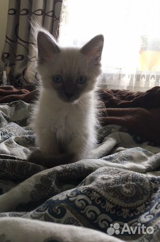Котик Невский маскарадный