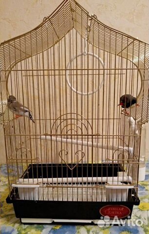 Амадины зебровые парочка