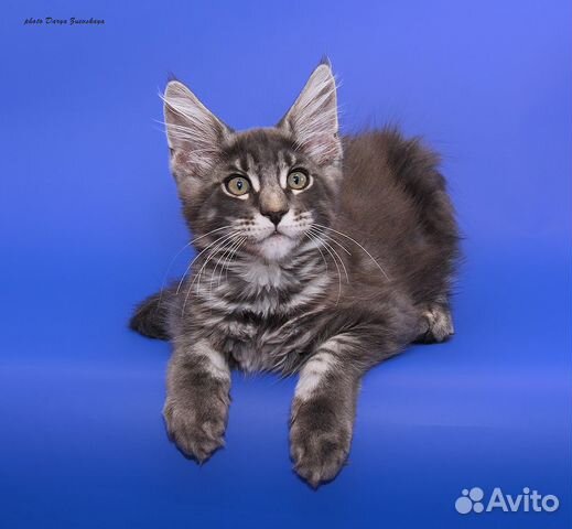 Котенок Мейн-кунчик)