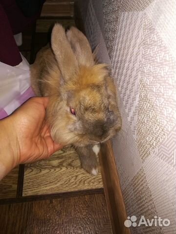 Декаративный кролик