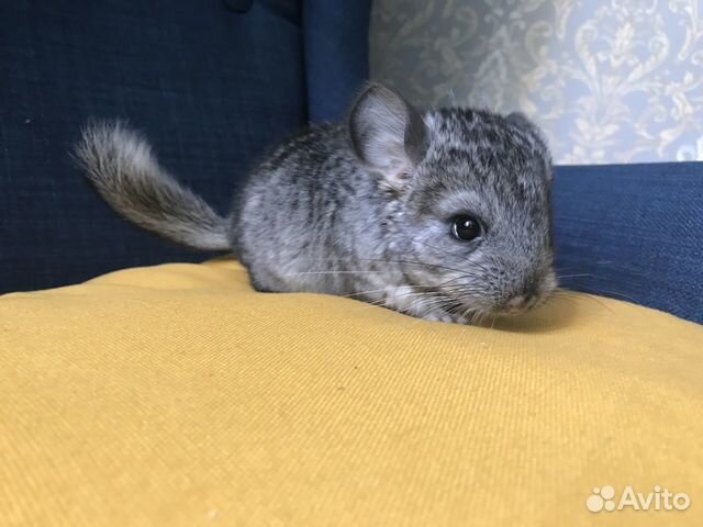 Шиншилла мальчик 2 месяца