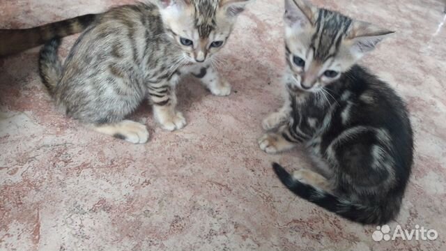 Бенгальские котята