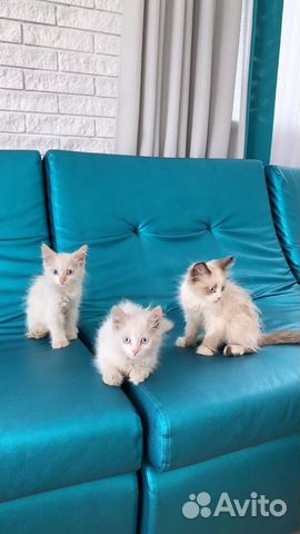 Три котёнка Две девочки один мальчик