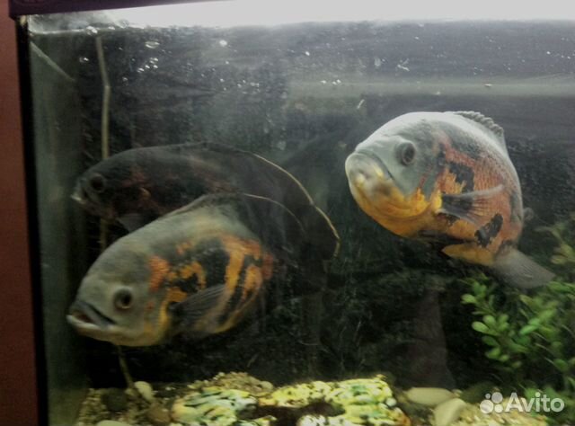 Отдам астронотусов