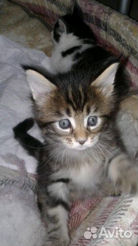 Котонок "мейн-кун" (мальчик)