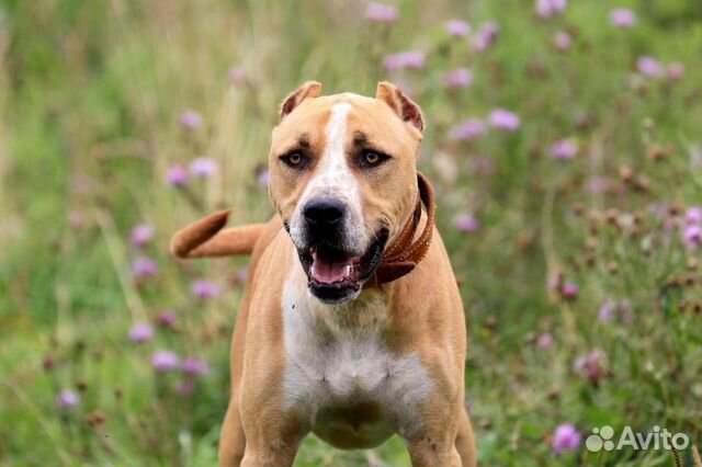 Красавец Сандей в дар