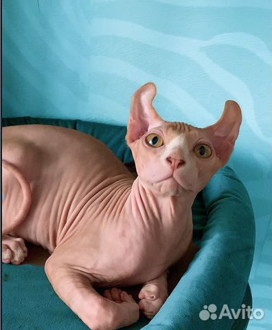 Эльф мальчик