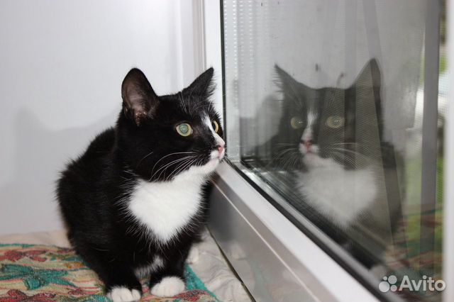Котенок Дуся (4 месяца)