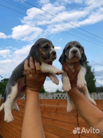 Эксклюзив голубые) и черные триколор