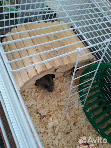 Джунгарский хомяк