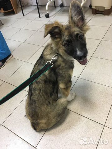 Бармалей в поисках любящего хозяина