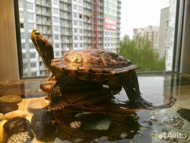 Черепашка в очень заботливые руки