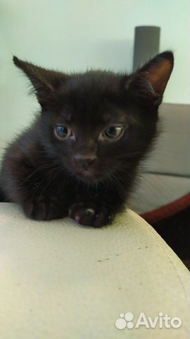 Котята бомбейский кошки(коты)