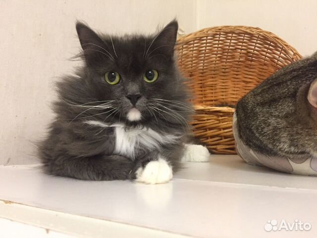 Кошечка Маркиза ищет дом