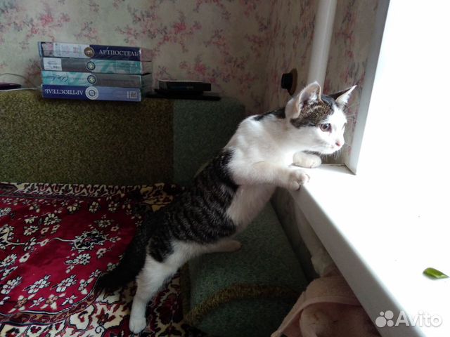 Хороший котик в частный дом