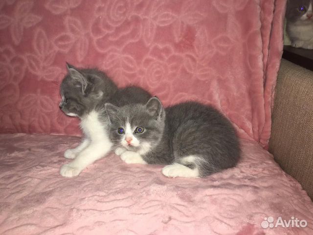 Отдадим котят в добрые руки