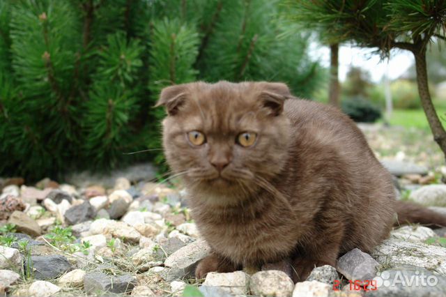 Продам вислоухого котика