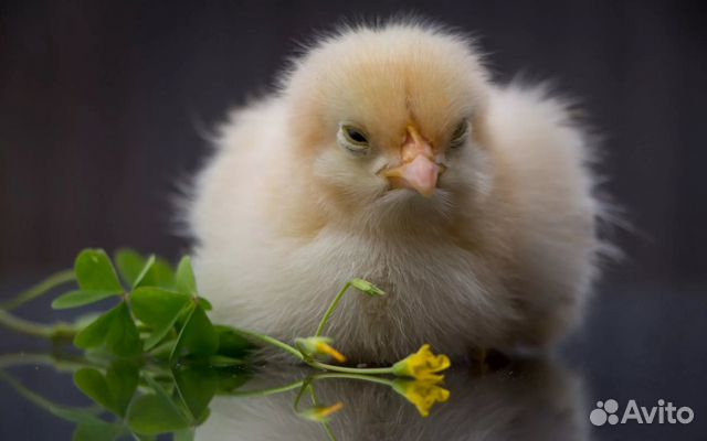 Продам яйцо инкубационное бройлера