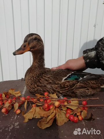 Подсадные утки