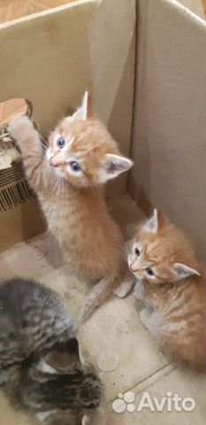 Котята в добрые руки