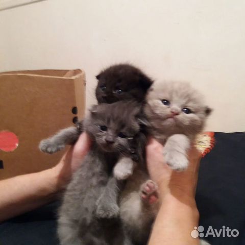 Шотландские вислоухие малыши ищут новый дом