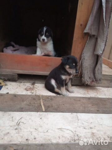 Щенки 1 мес в добрые руки
