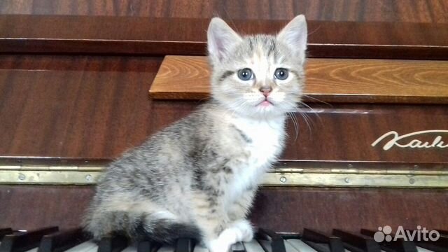 Милый, ласковый котёнок