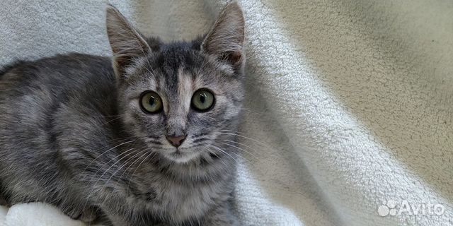Стеша котенок девочка 3 месяца