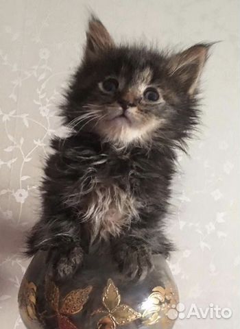 Котёнок ищет любящую семью