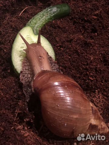 Улитка Ахатина