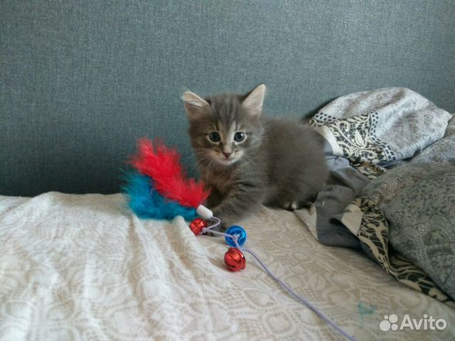 Котенок
