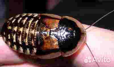 Аргентинские тараканы