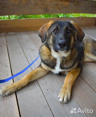 Роскошная, обученная, адекватная собака, 9 мес