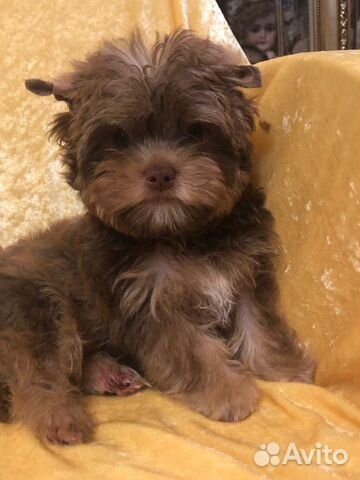 Очаровательный малыш, шоколадный йорк