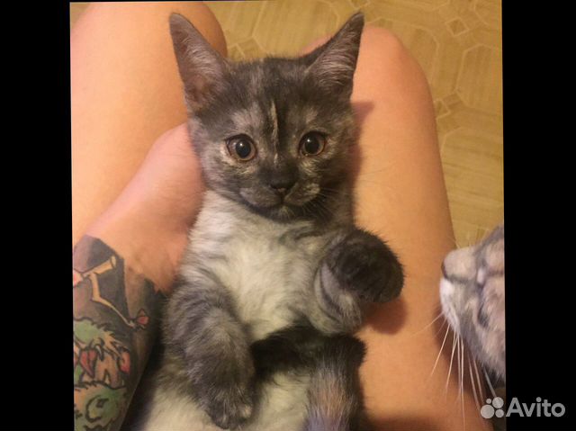 Отдам котенка