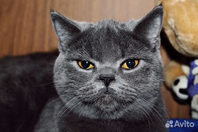 Продаются шотландские котята