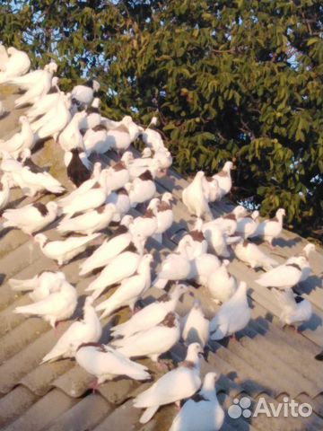 Голуби гривуны