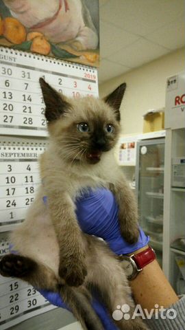 Тайский котенок