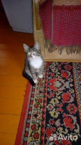 Котенок в добрые руки
