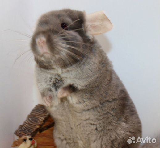 Шиншилла Коричневый Бархат девочка