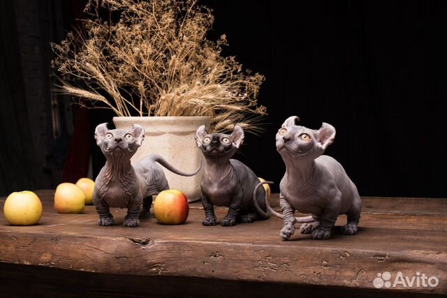 Эльф Двэльф