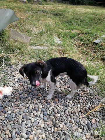 Маленькая девочка, вырастет с пекинеса