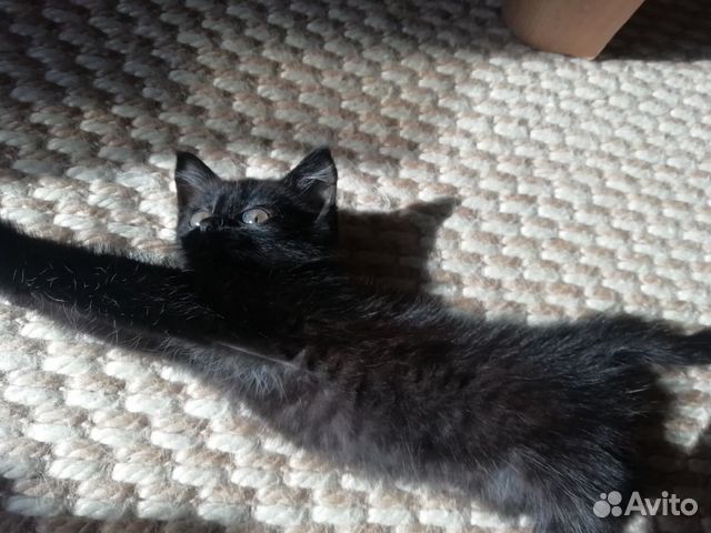 Котенок найденыш