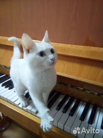 Нашелся белый котенок (альбинос)