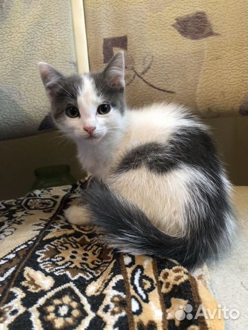 Котята