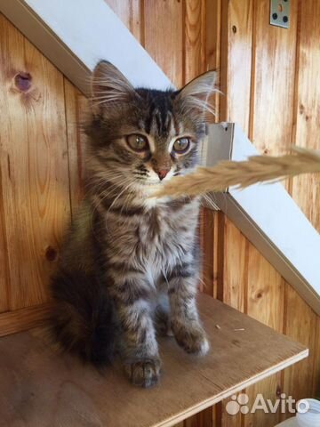 Рыся - 2 месяца, крошечная сибирячка в дар