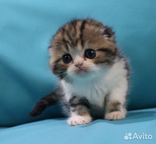 Породистая скоттиш фолд девочка