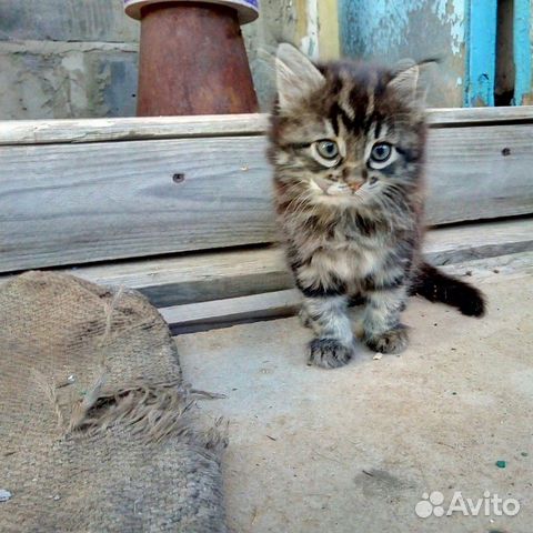 Котенок