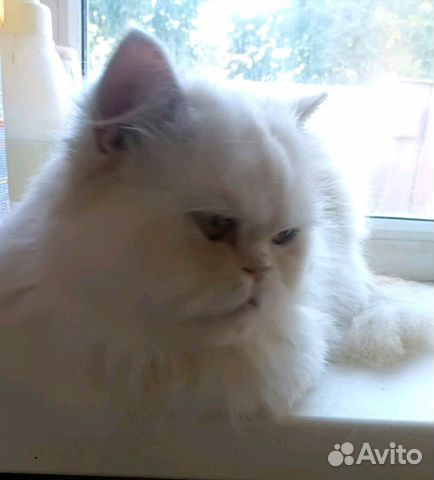 Персидский котик